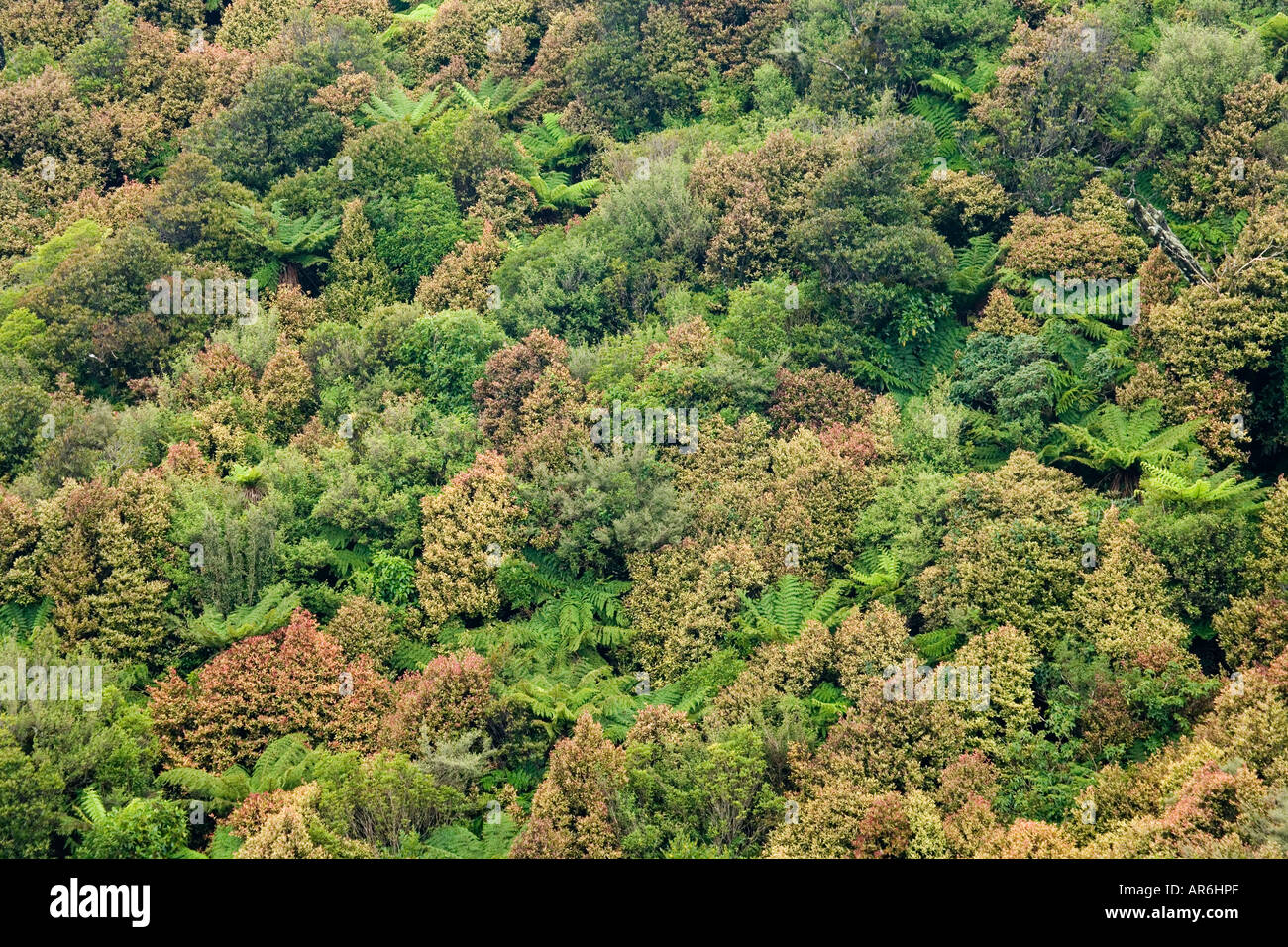 Native Bush Ruahine Forest Park Ruahine Ranges Tararua North Island New ...