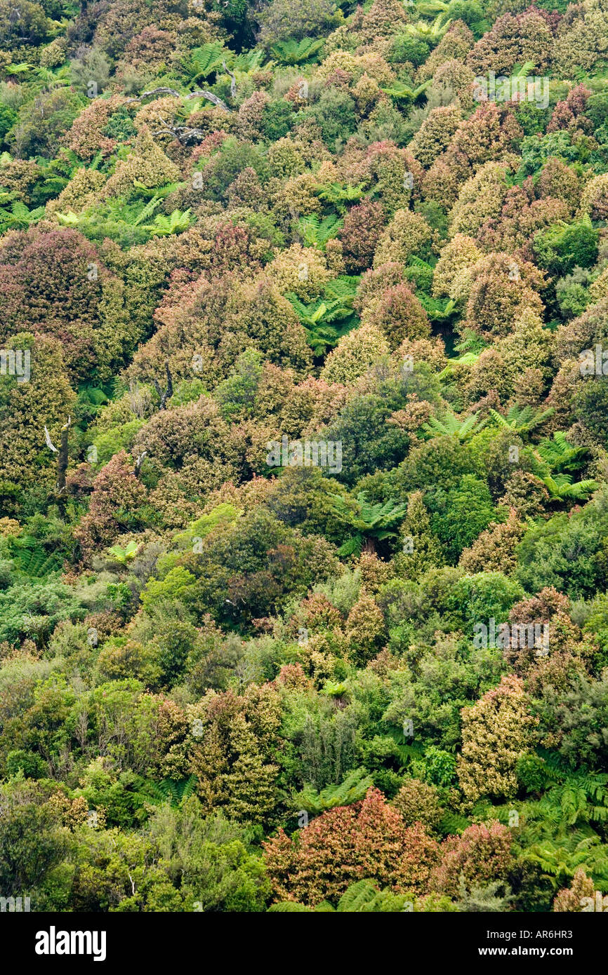 Native Bush Ruahine Forest Park Ruahine Ranges Tararua North Island New ...