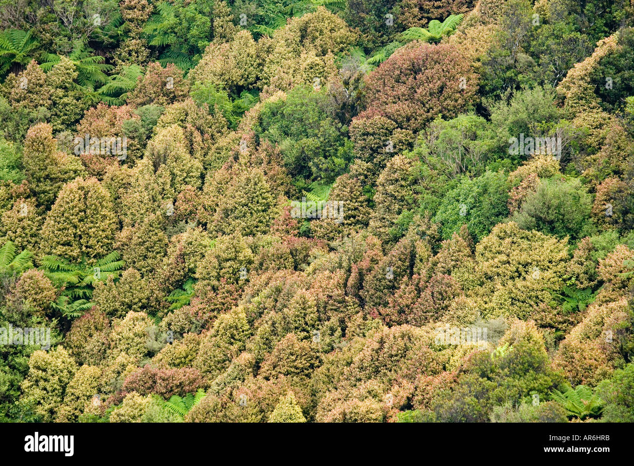 Native Bush Ruahine Forest Park Ruahine Ranges Tararua North Island New ...