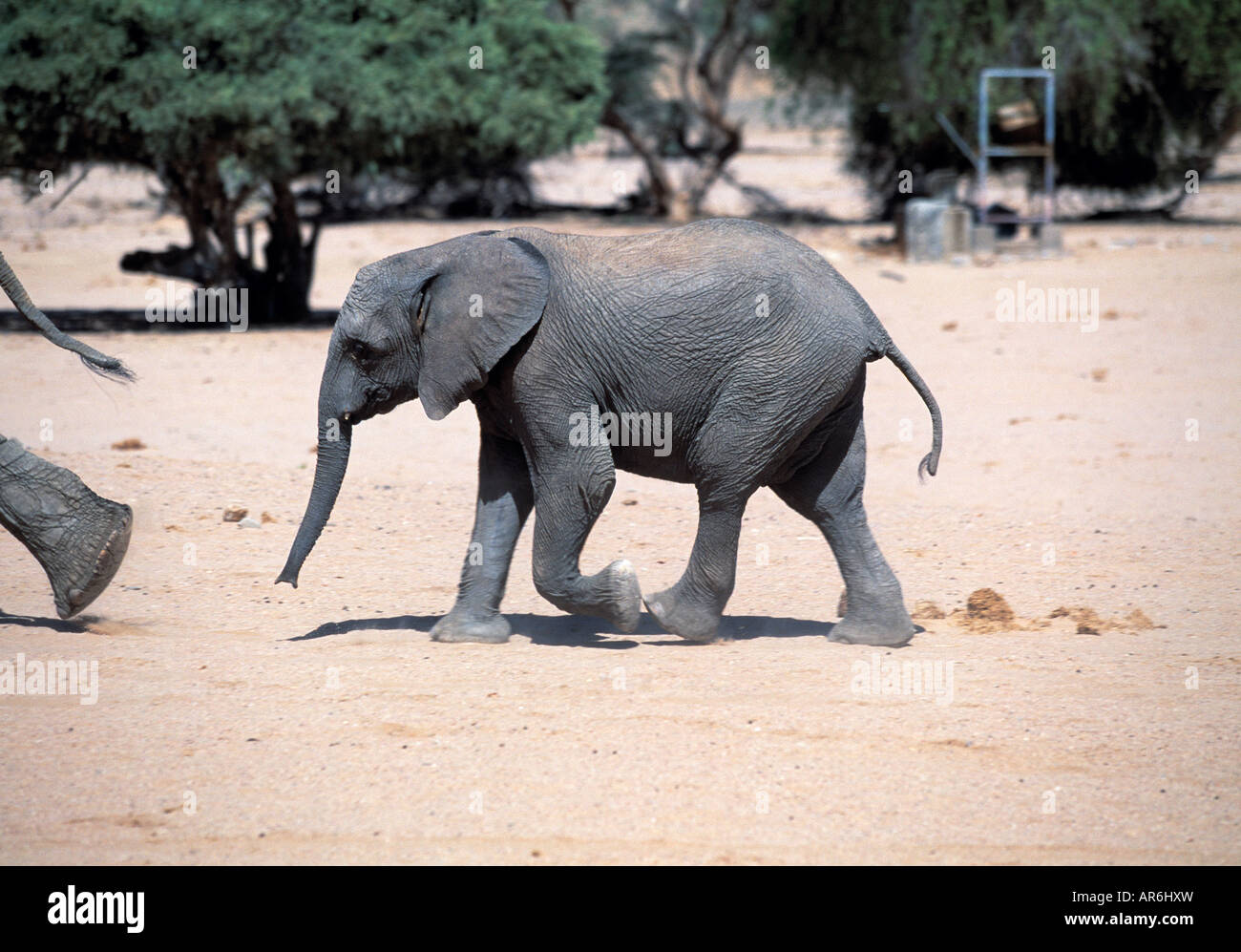 Elephant life cycle hi-res stock photography and images - Alamy