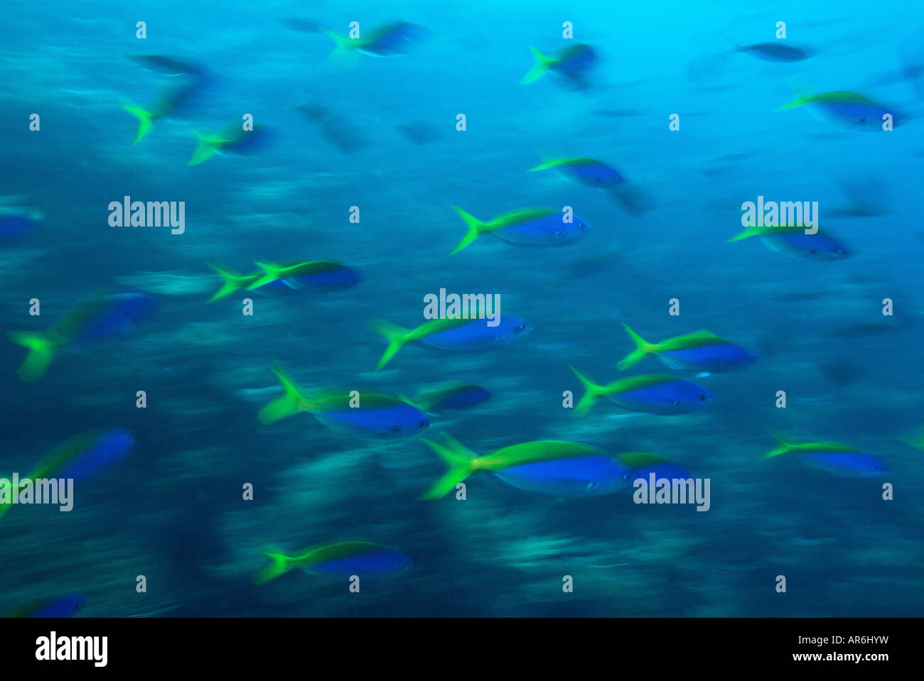 Tropical fish in ocean Stock Photo - Alamy