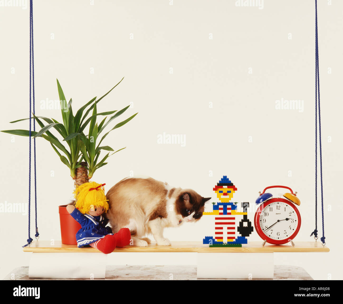 Brown and white Ragdoll cat sitting on cluttered shelf, alongside ...
