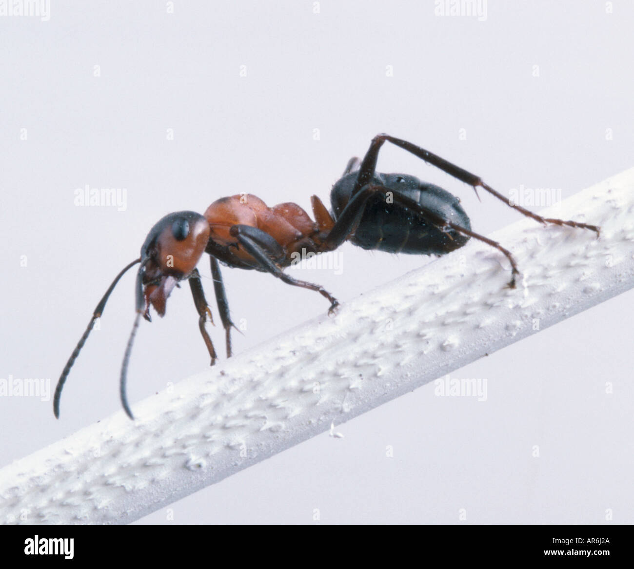 Ant Side View High Resolution Stock Photography and Images - Alamy
