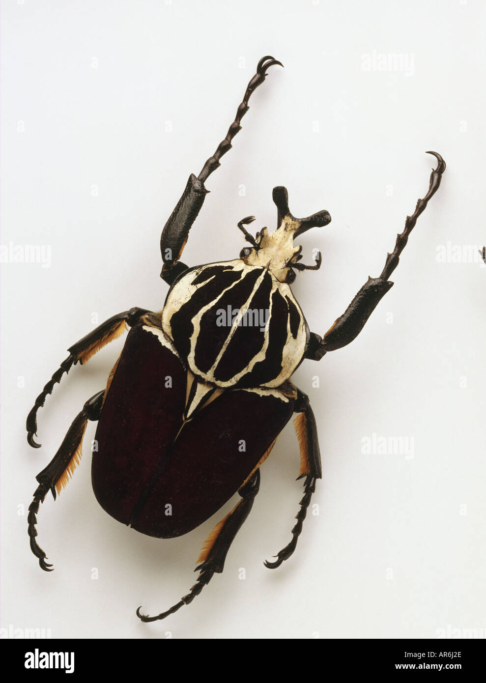 Beetle Legs High Resolution Stock Photography and Images - Alamy