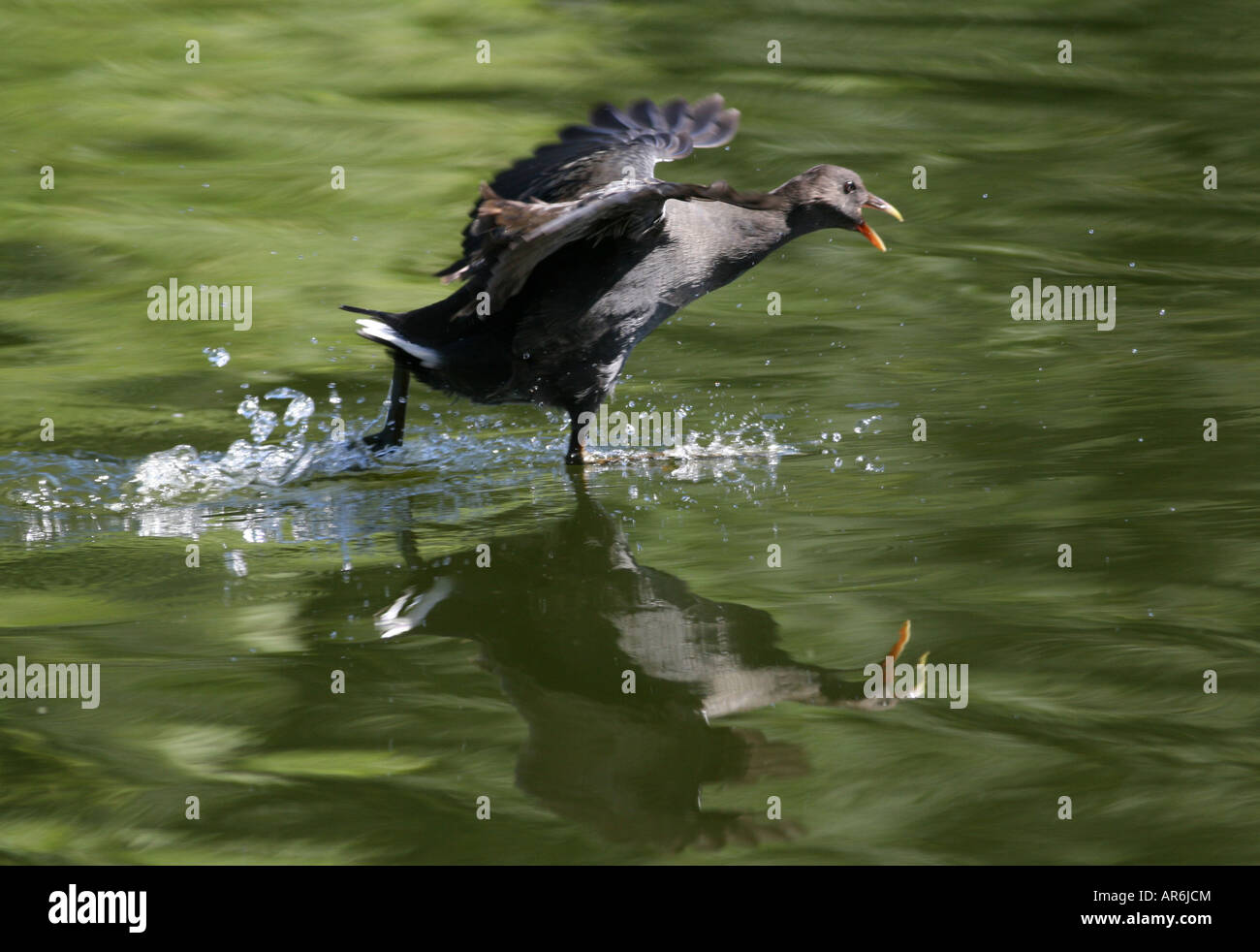 bird on the run Stock Photo - Alamy