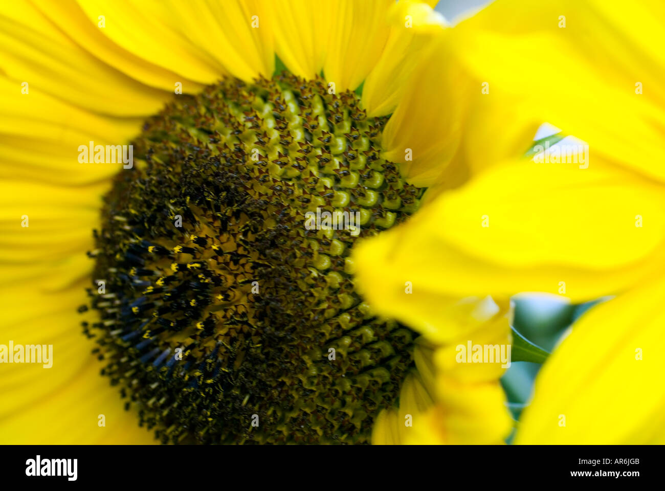 American giant sunflowers hi-res stock photography and images - Alamy