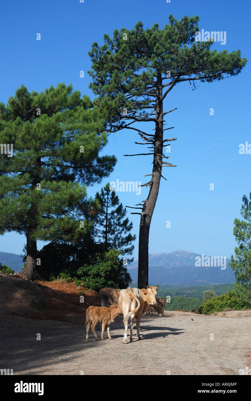 Corsican pine trees and cows with nursing calf on steet above town ...