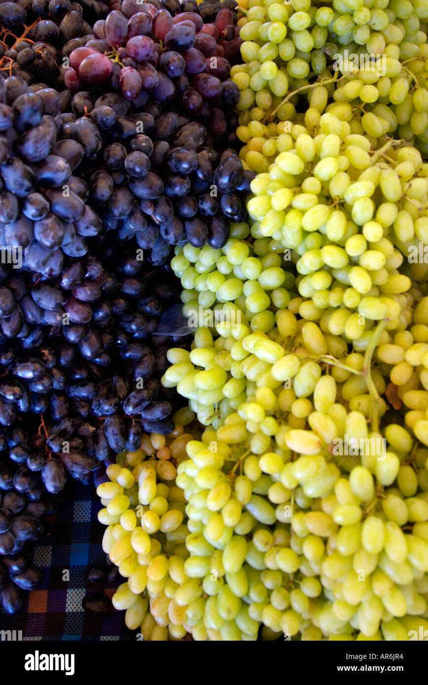 Green black grape stalk vine viniculture agriculture alternative ...