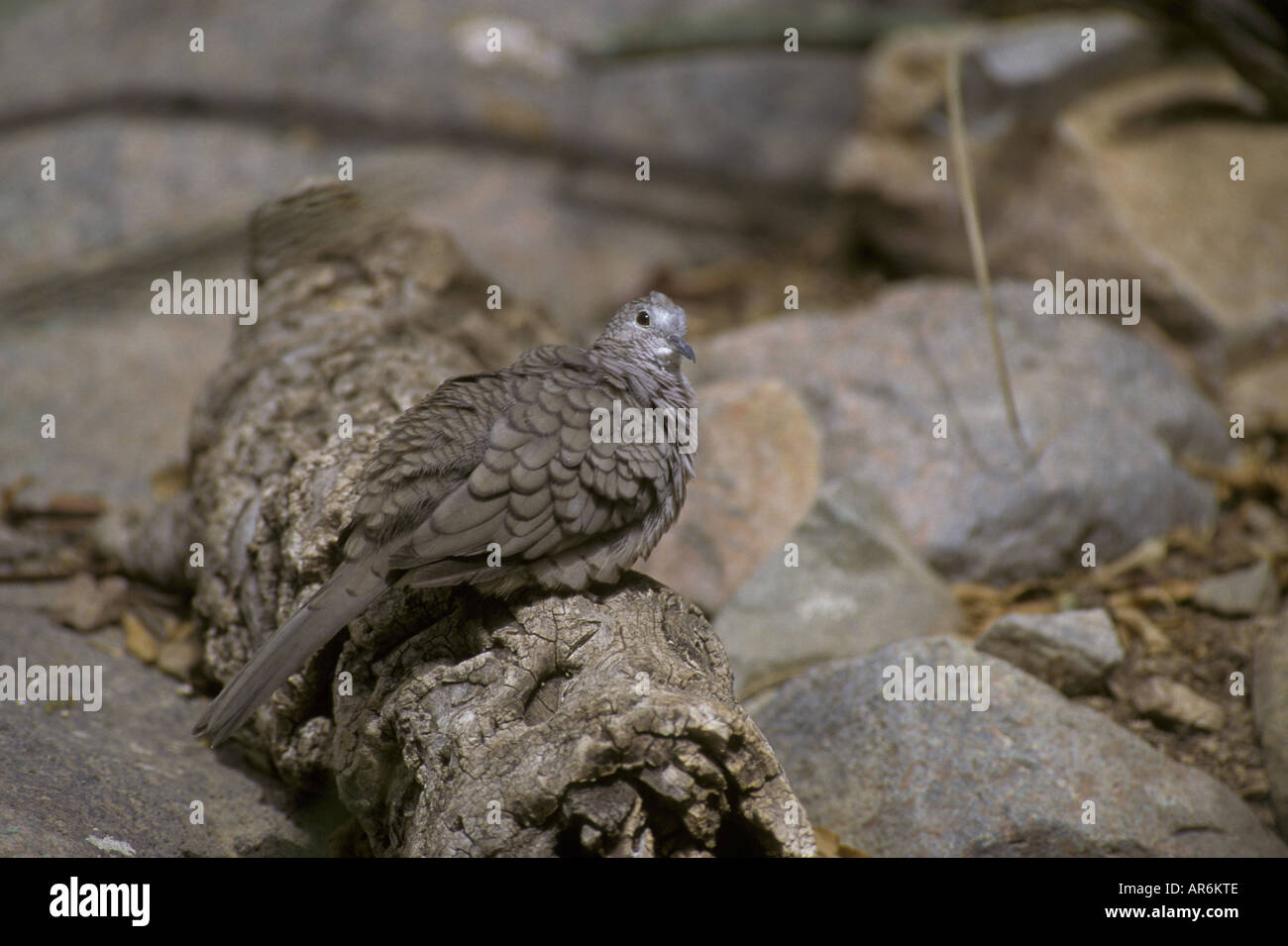 Inca doves hi-res stock photography and images - Alamy