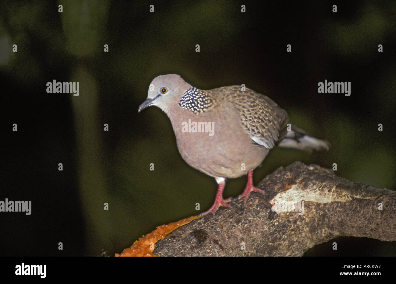 Spotted Dove Streptopelia chinensis Stock Photo - Alamy