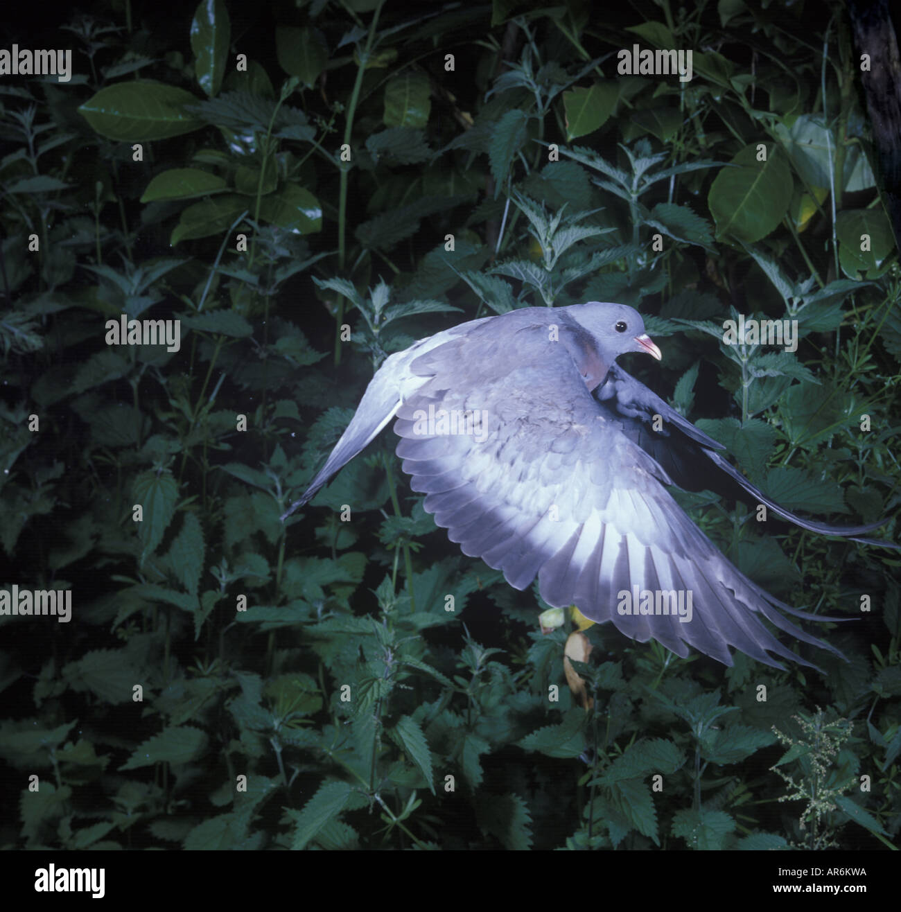 Dove columba oenas hi-res stock photography and images - Alamy