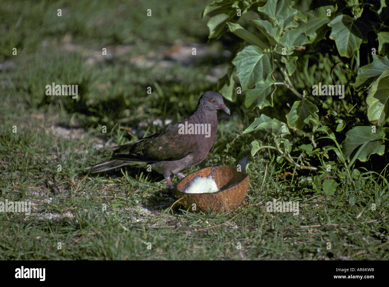 Seychelles Turtle Dove Streptopelia picturata rostrata Feeding on ...