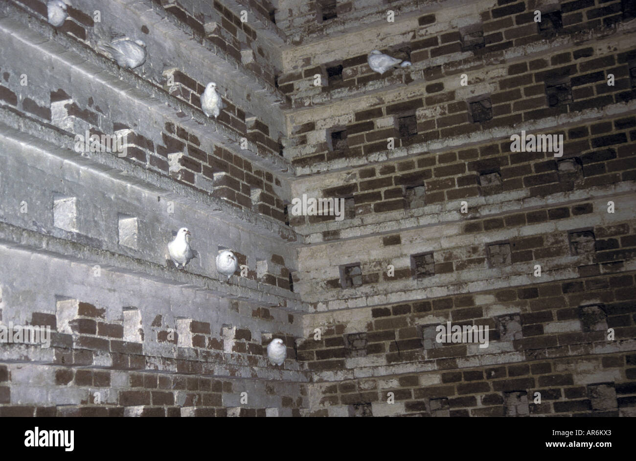 Domestic Dove Doves inside Dove Cote Stock Photo - Alamy