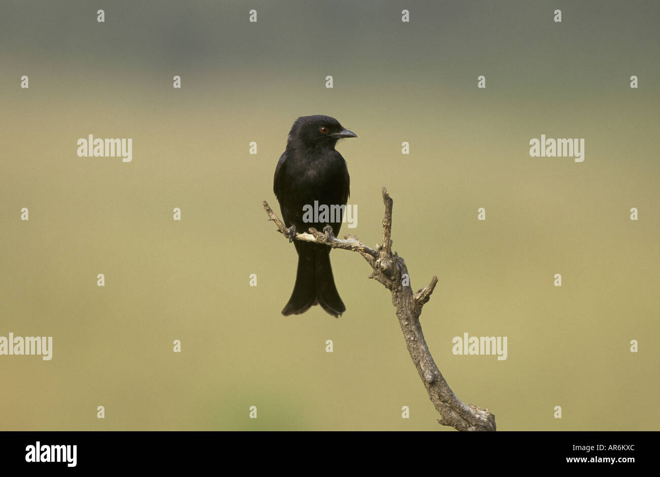 African drongos hi-res stock photography and images - Alamy