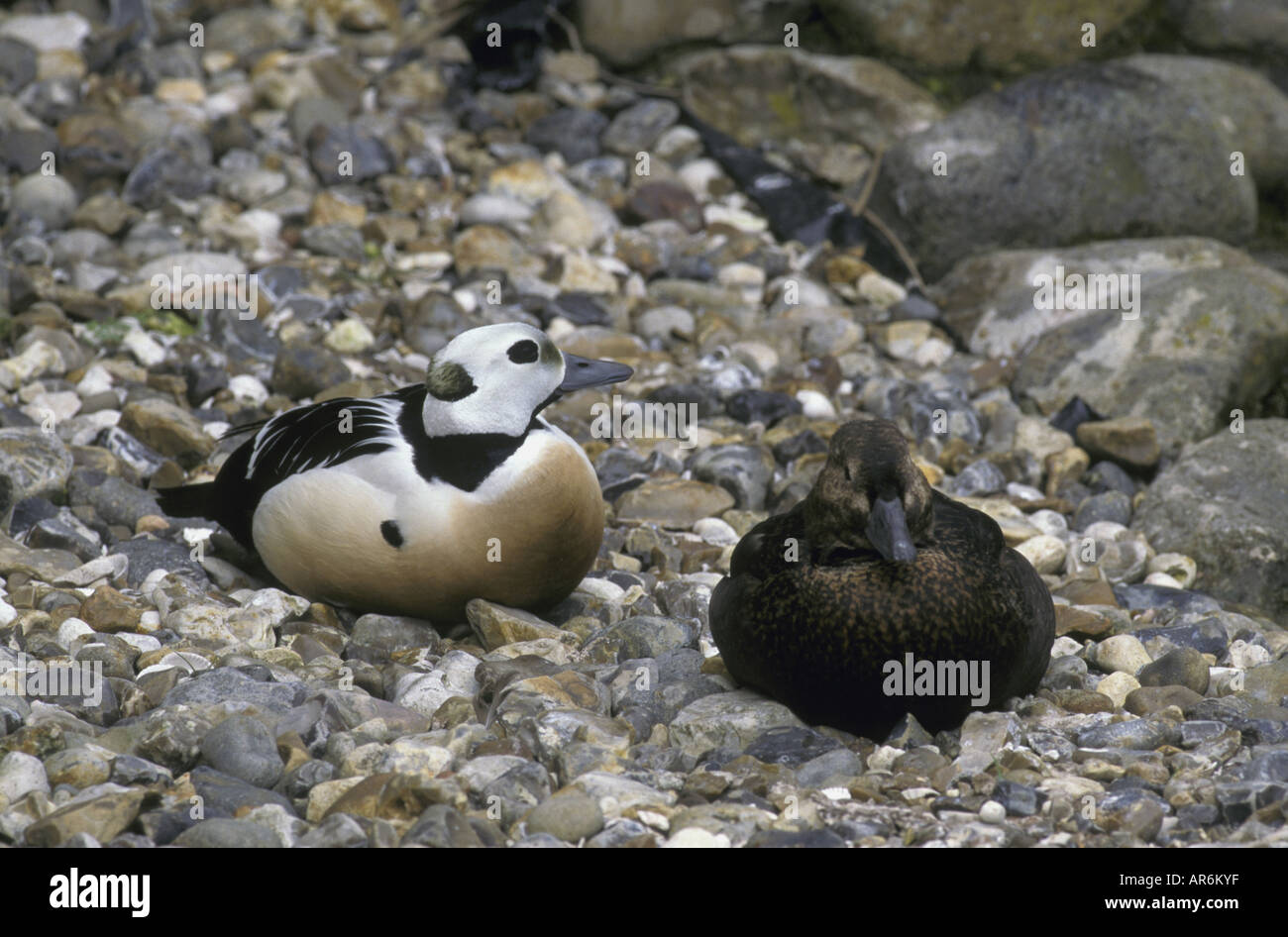 Steller s eider hi-res stock photography and images - Alamy