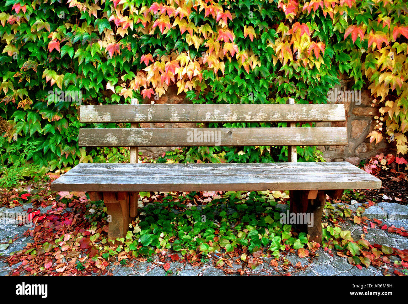 Park bench and wild vine Stock Photo - Alamy