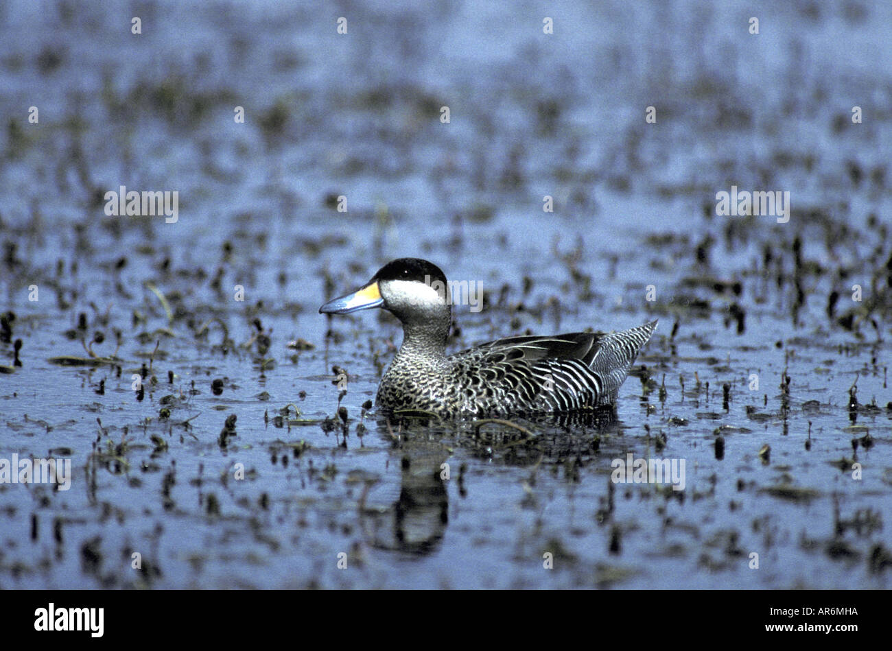 Silver teal hi-res stock photography and images - Alamy