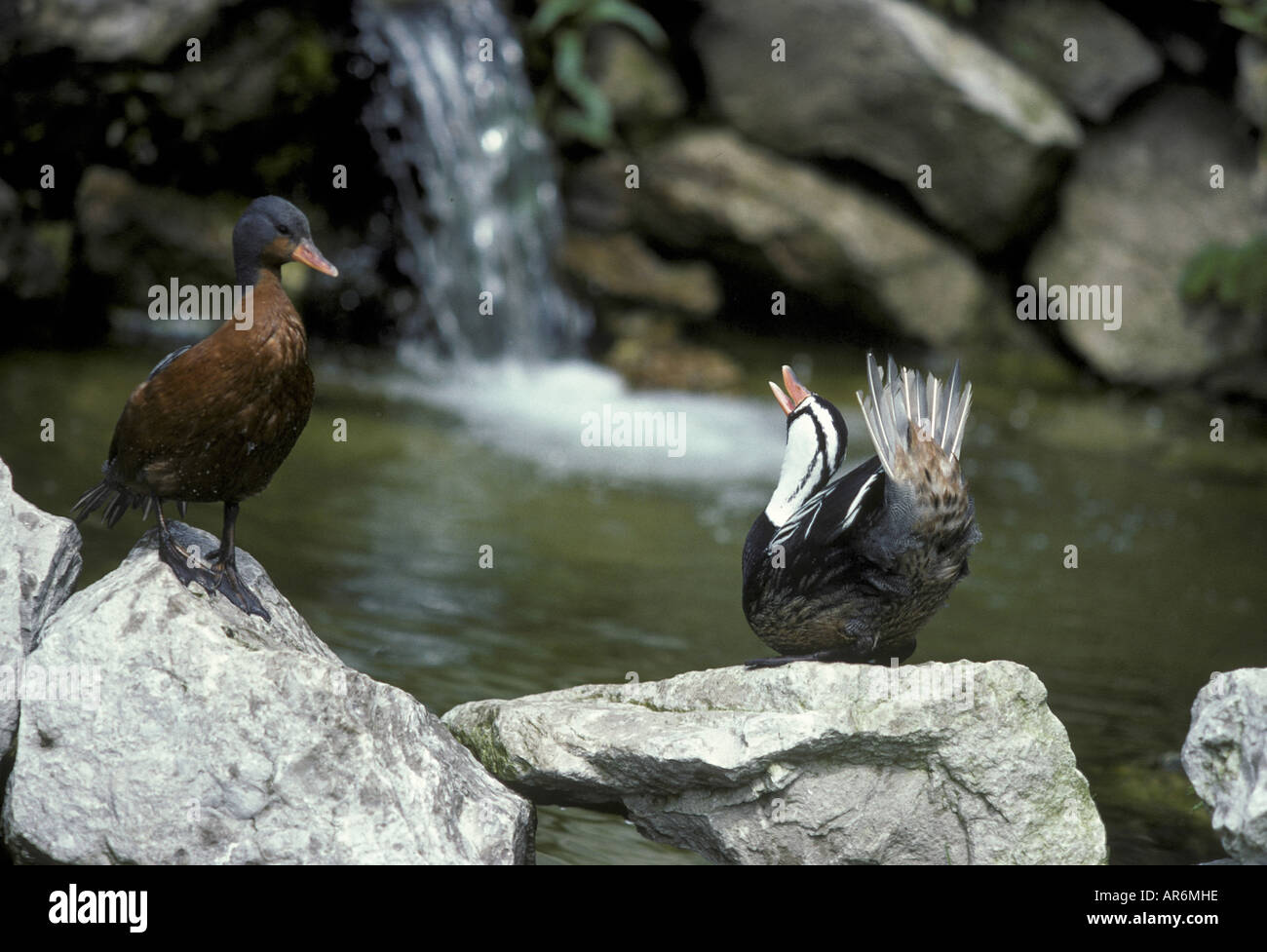 Torrent Duck Merganetta armata Male and female on rocks male displaying ...