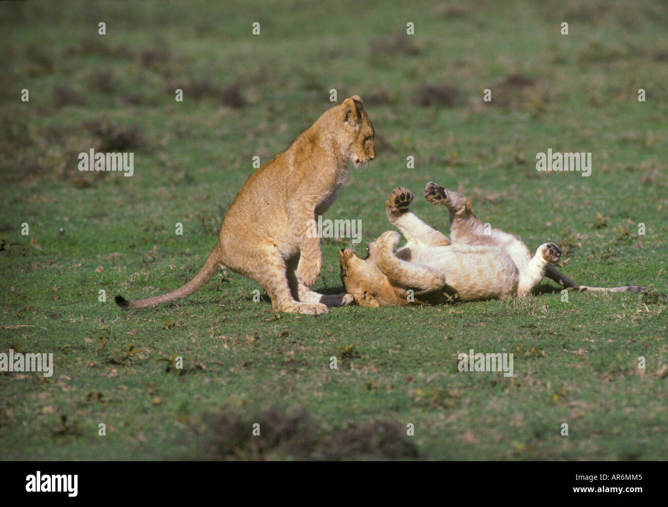 Lion Panthera leo Two playful cubs on grass Stock Photo - Alamy