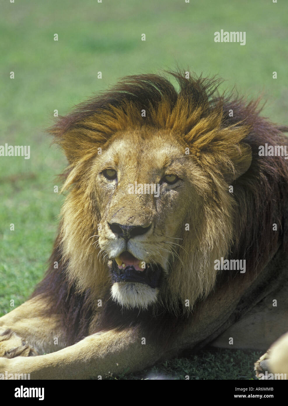 Lion Panthera leo Close up of Male head Stock Photo - Alamy