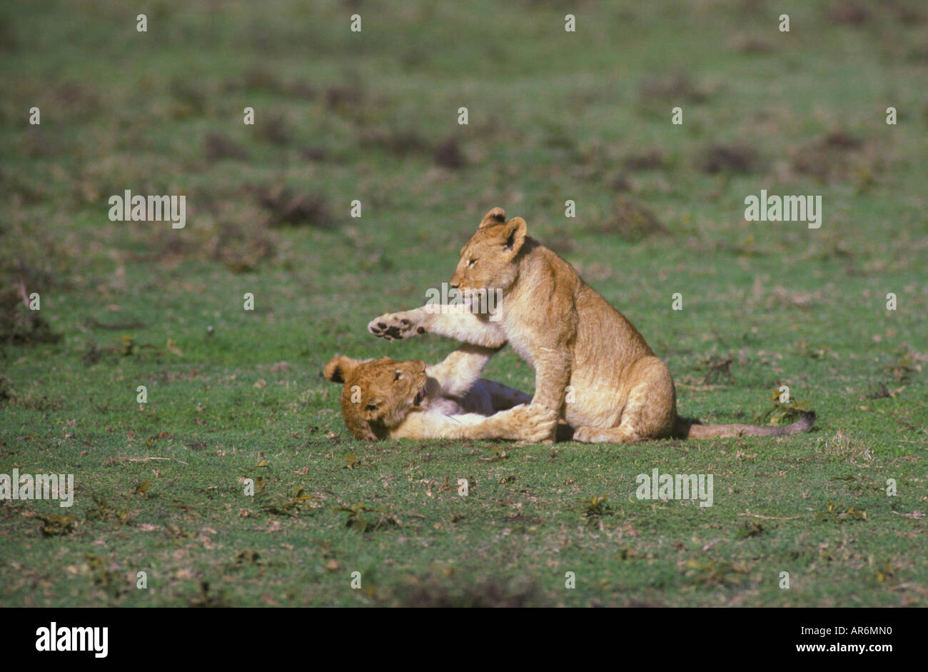 Lion Panthera leo Two cubs playing Stock Photo - Alamy