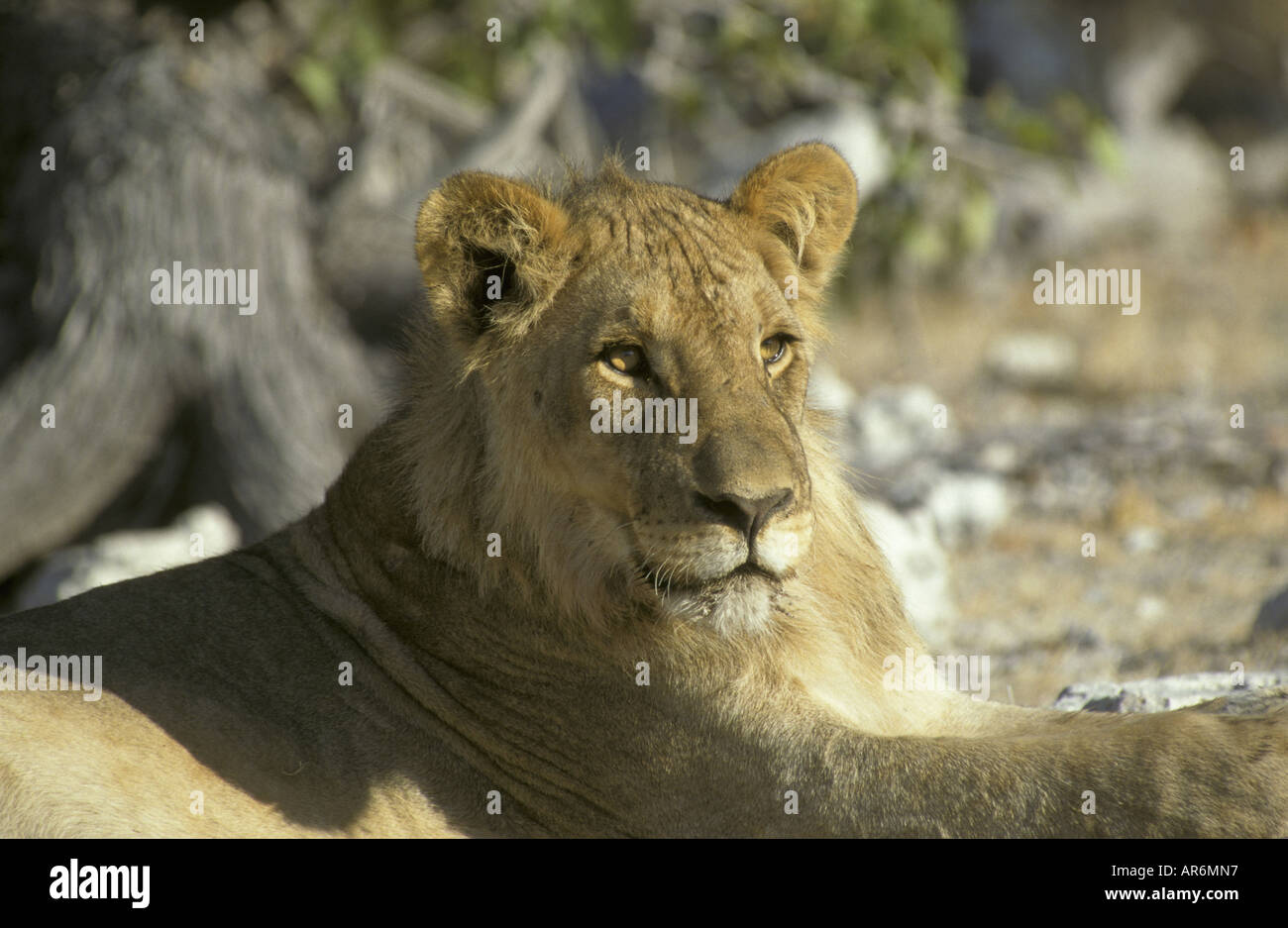 Lion Panthera leo Close up resting Stock Photo - Alamy