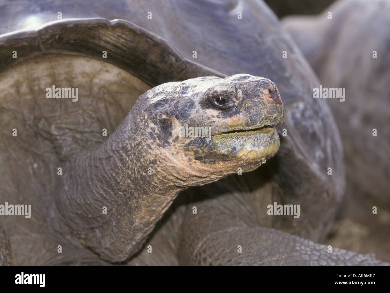 Galapagos Giant Testudo elephantopus Close up of head Stock Photo - Alamy