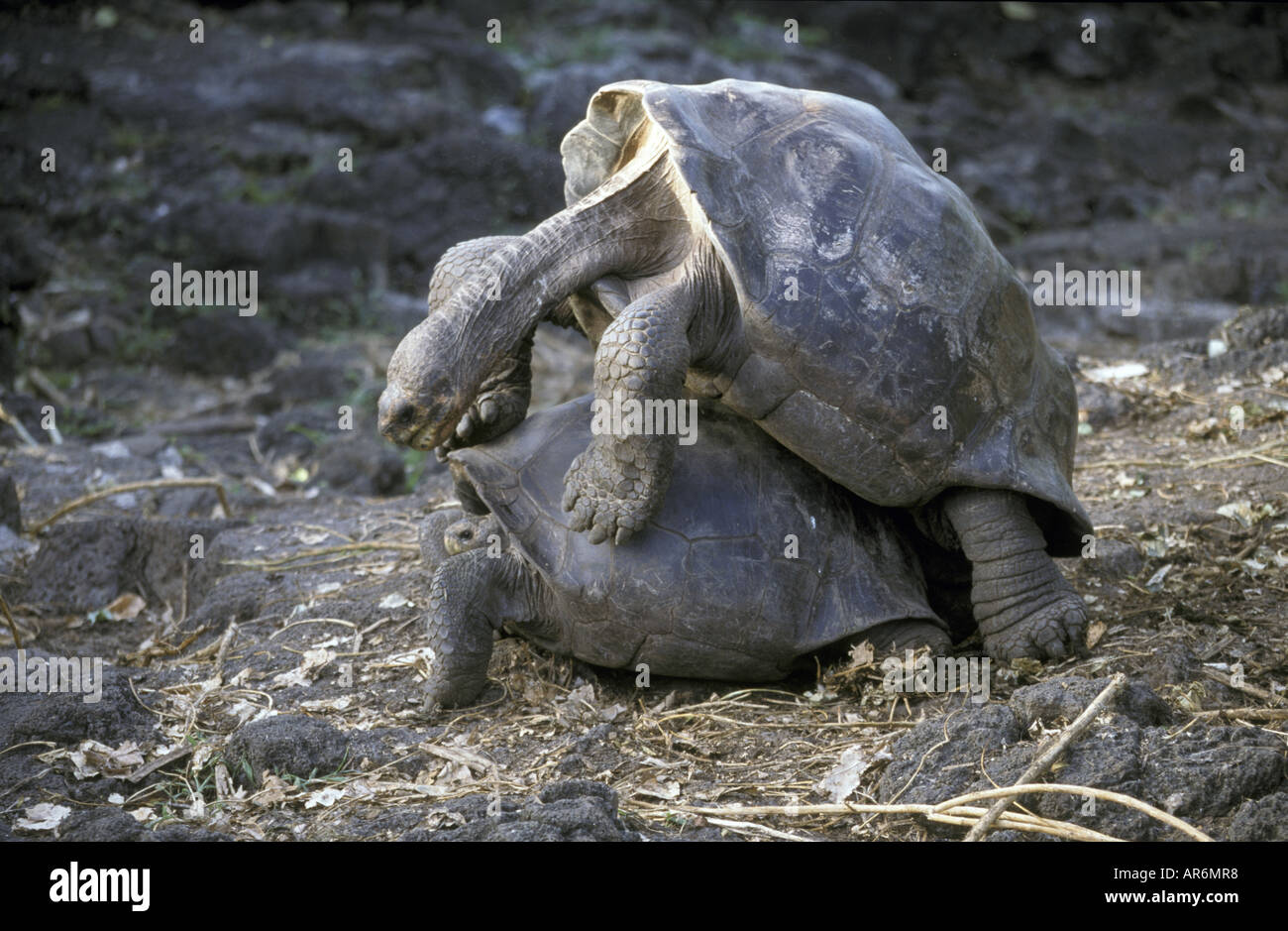 Galapagos Giant Testudo elephantopus Mating Stock Photo - Alamy