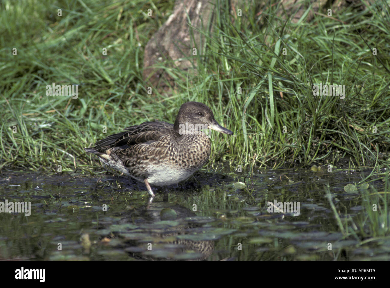 female Common Teal Anas crecca Stock Photo - Alamy