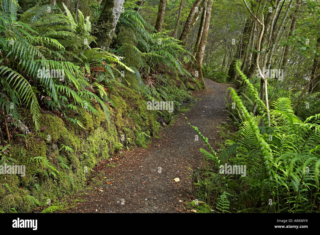 Kepler Track Fiordland National Park South Island New Zealand Stock ...