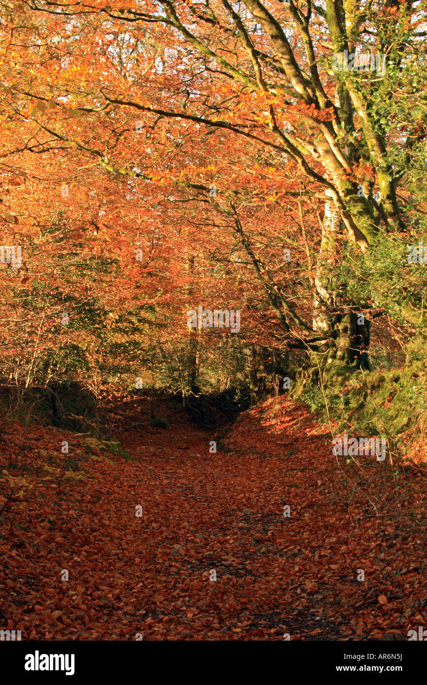 Woodland path in autumn in Devon Stock Photo - Alamy