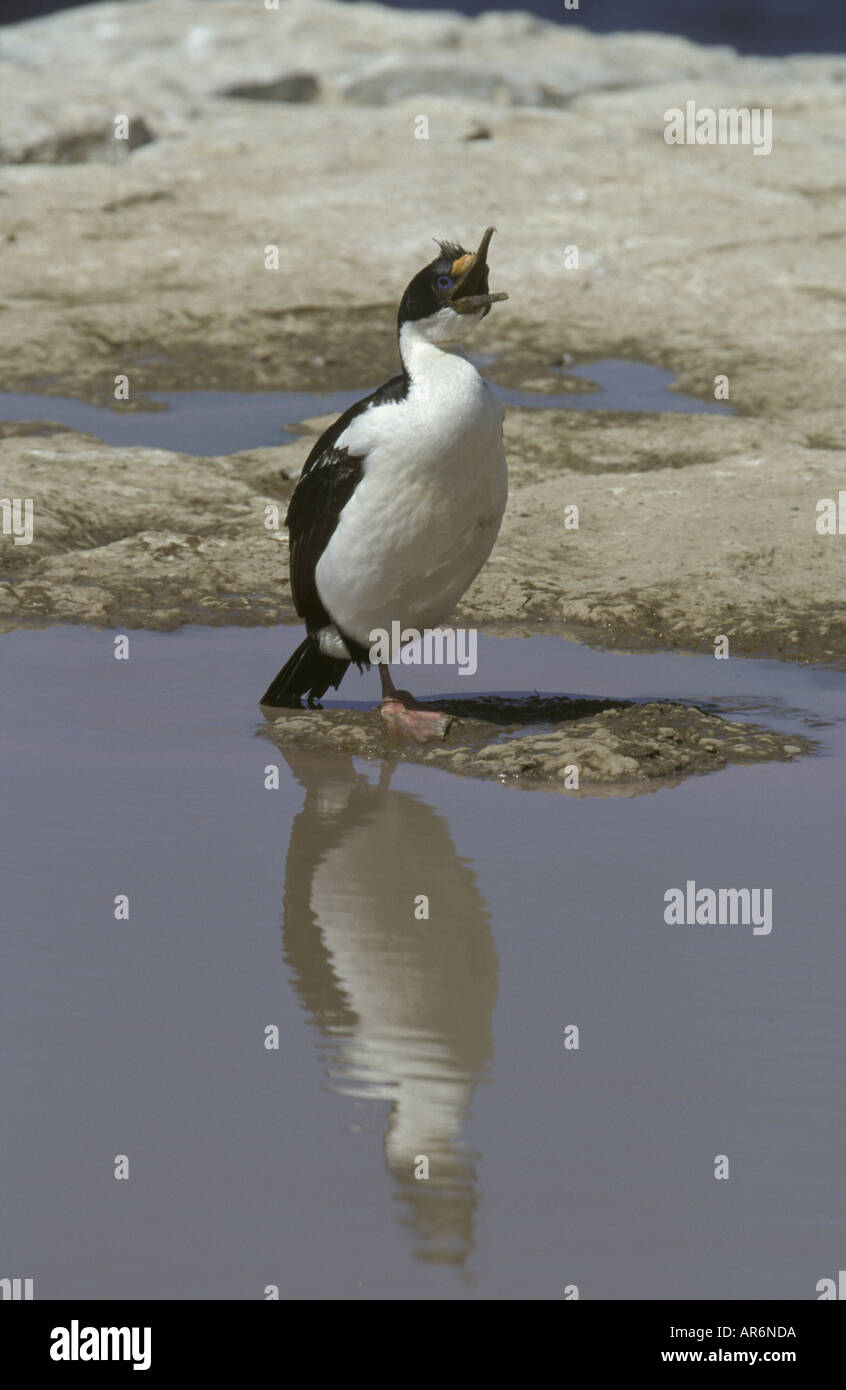 King Shag Phalacrocorax atriceps Calling Falklands Stock Photo - Alamy