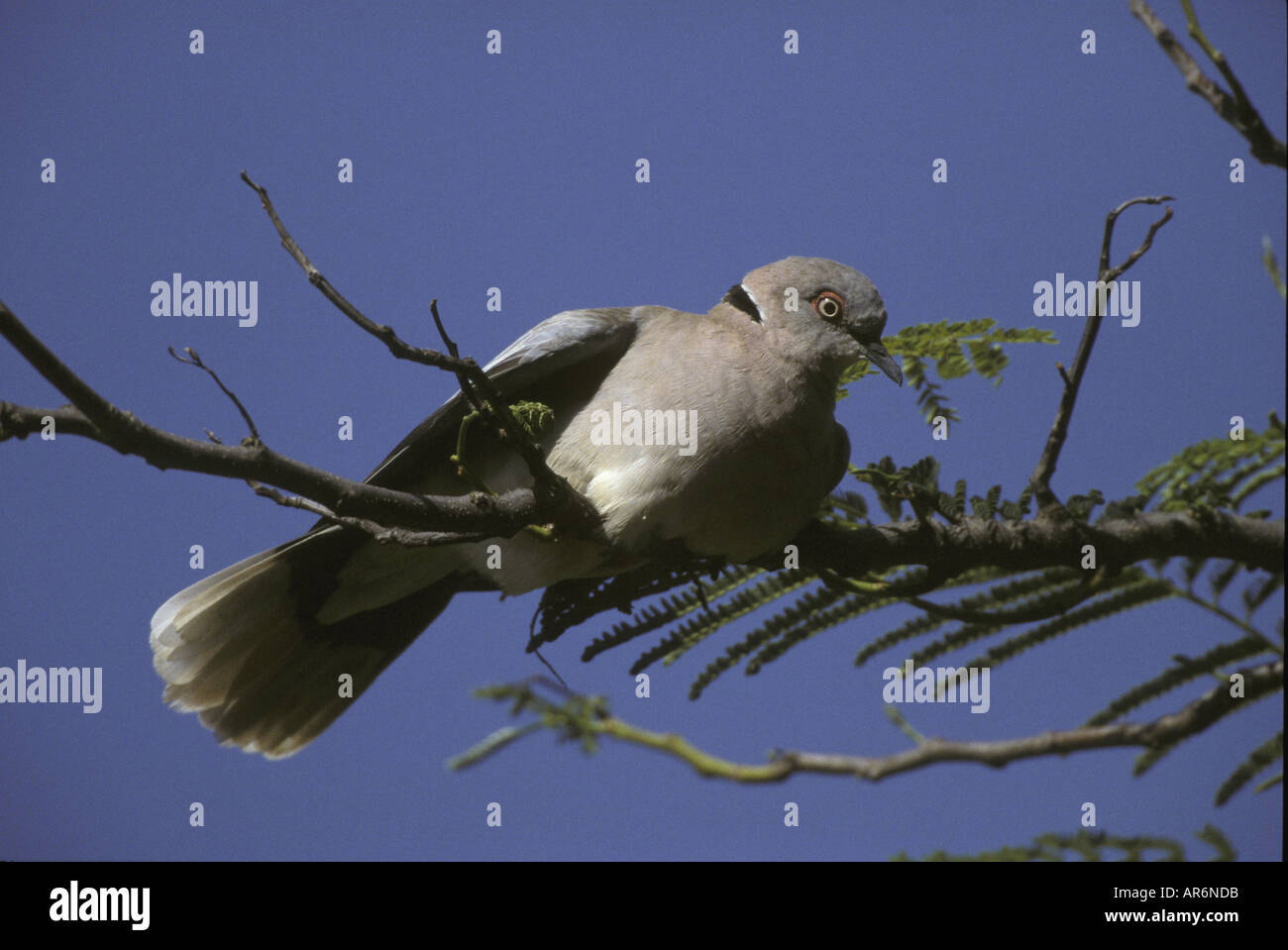 African Mourning Dove Streptopelia decipiens Kenya Stock Photo - Alamy
