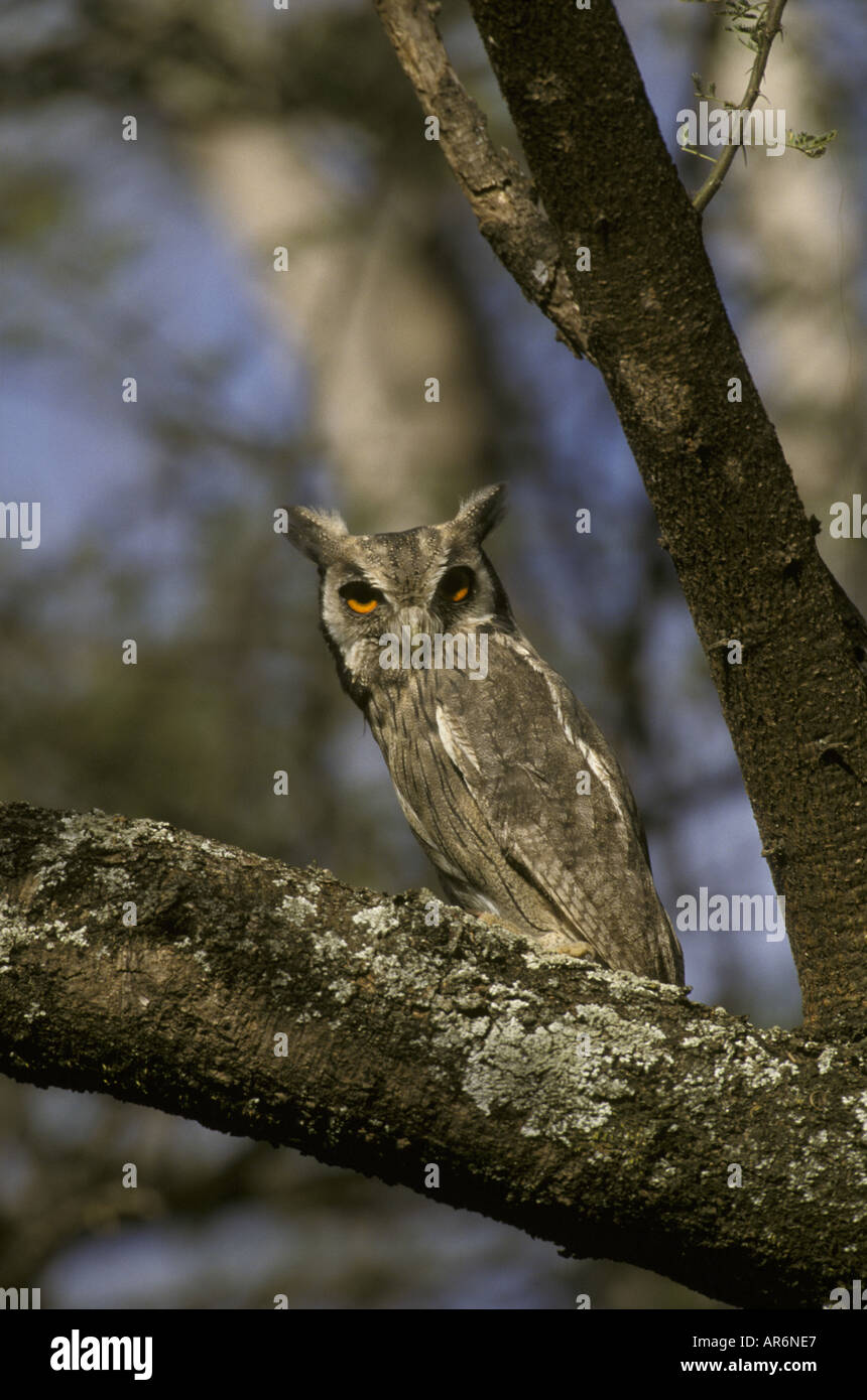 White faced Scops Owl Otus leucotis Kenya Stock Photo - Alamy