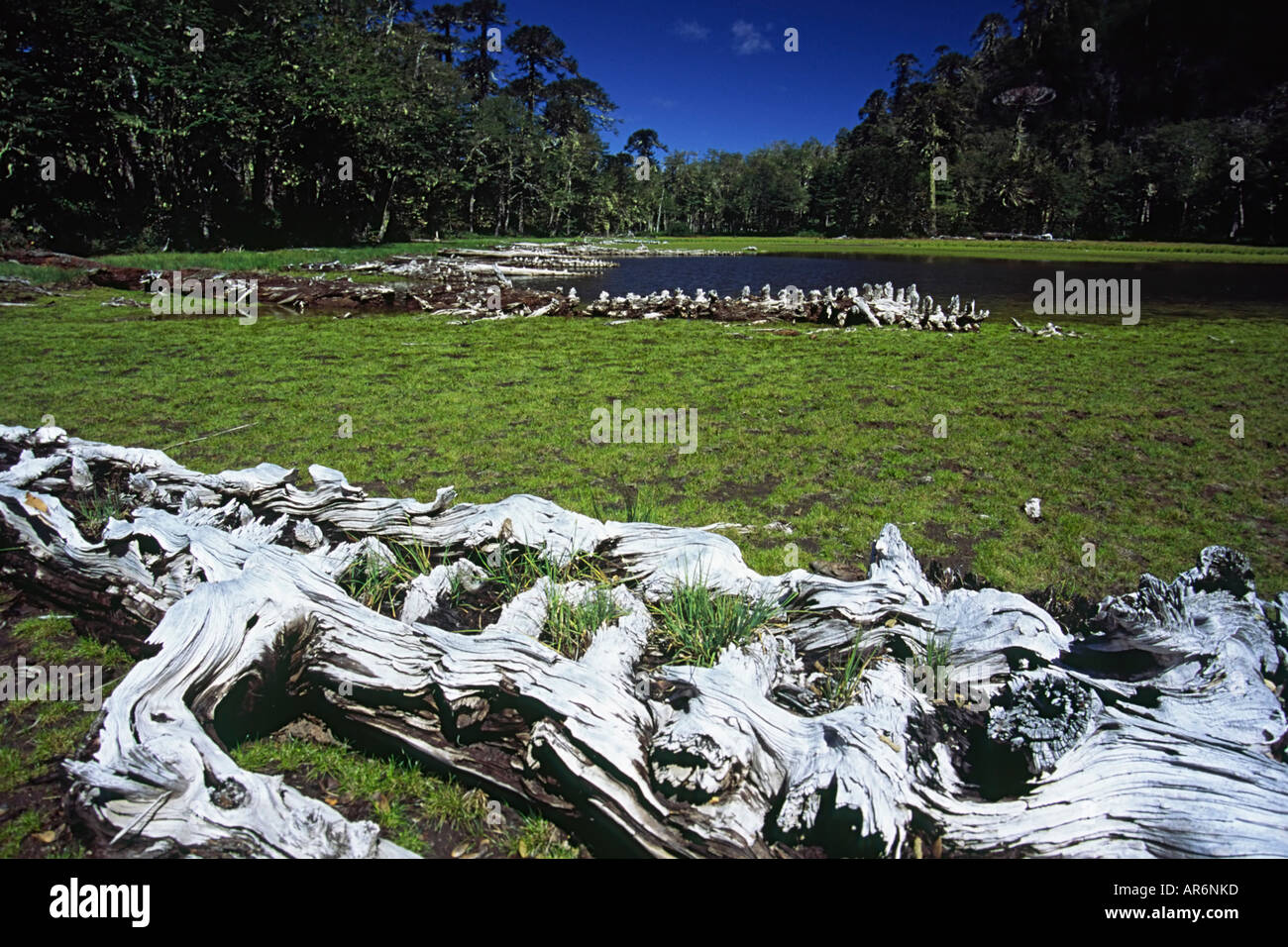 The dead sun bleached trunks of fallen Money Puzzle trees lie in a ...