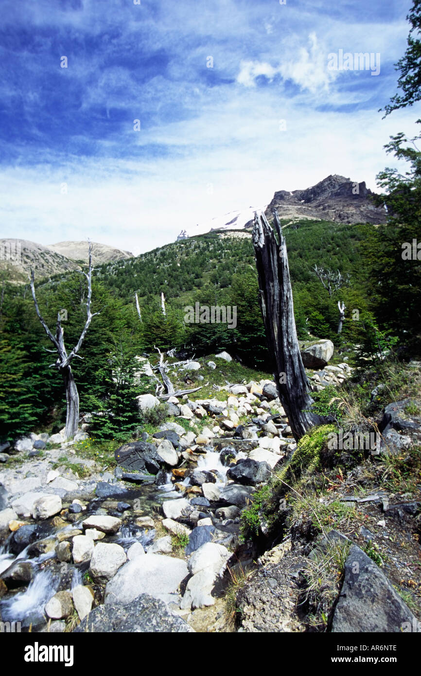 Rotting Base Of Tree High Resolution Stock Photography and Images - Alamy