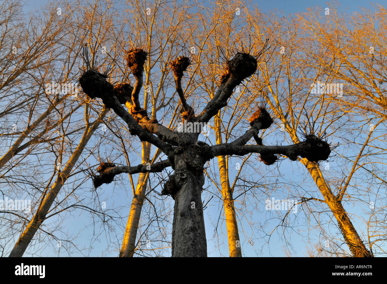 Pollarded tilleul (lime) and Poplar trees, France Stock Photo - Alamy
