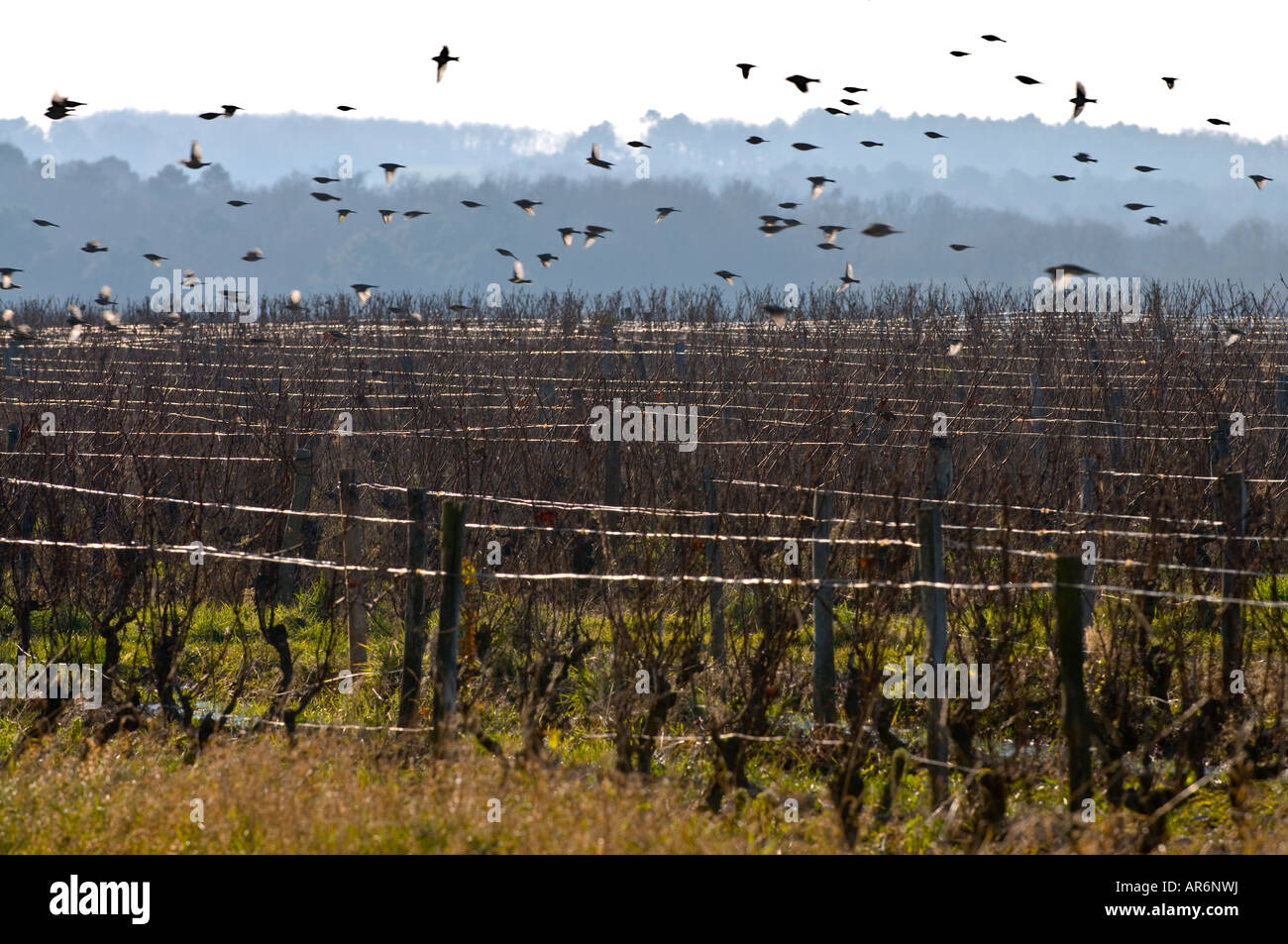 Flock of birds across vineyard, France Stock Photo - Alamy