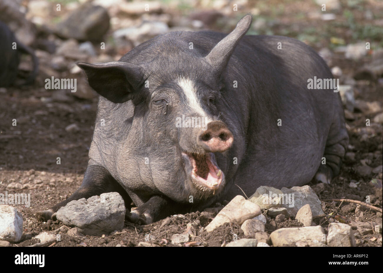Pig yawning hi-res stock photography and images - Alamy