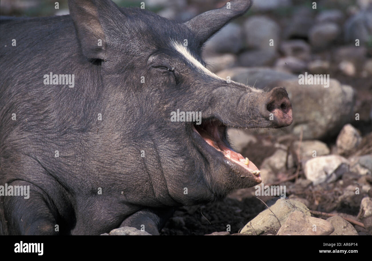 Domestic Pig Yawning Stock Photo - Alamy