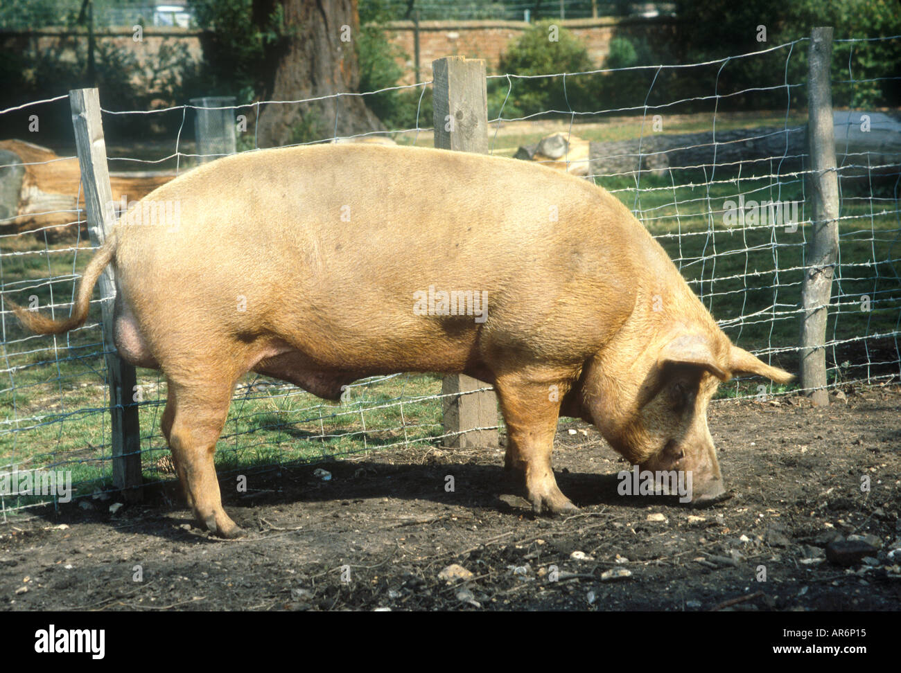 Domestic boar hi-res stock photography and images - Alamy