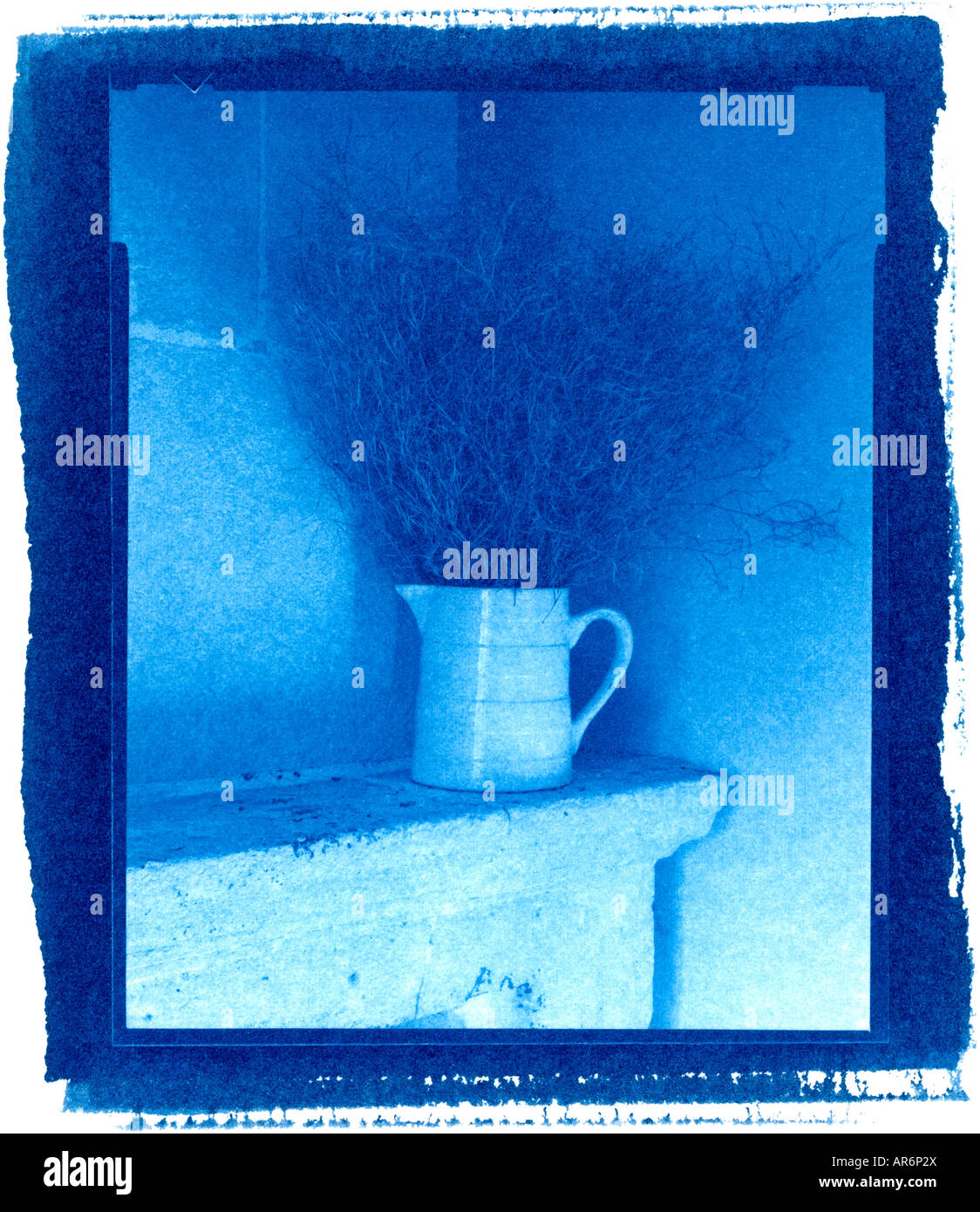 Cyanotype 'Blueprint' photographic process - Jug and grasses on ...
