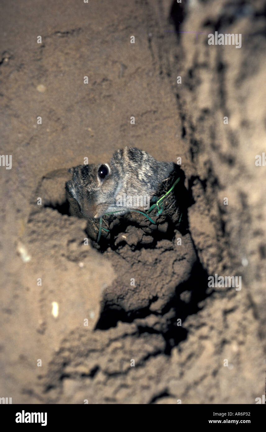 Europeon hi-res stock photography and images - Alamy