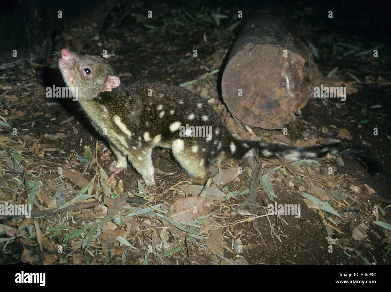 Tiger quoll dasyurus maculatus aka hi-res stock photography and images ...