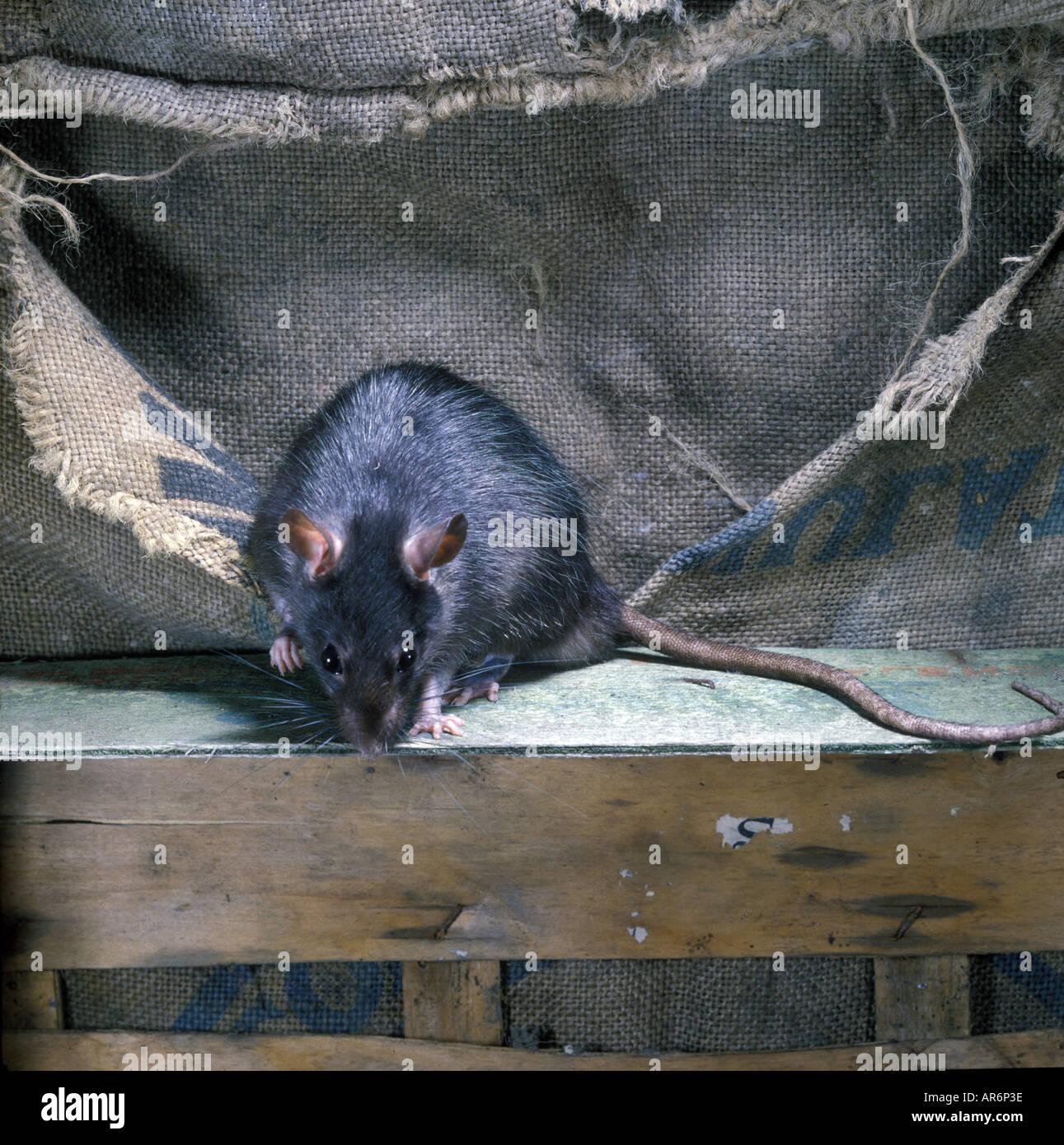 Black rat rattus rattus hi-res stock photography and images - Alamy