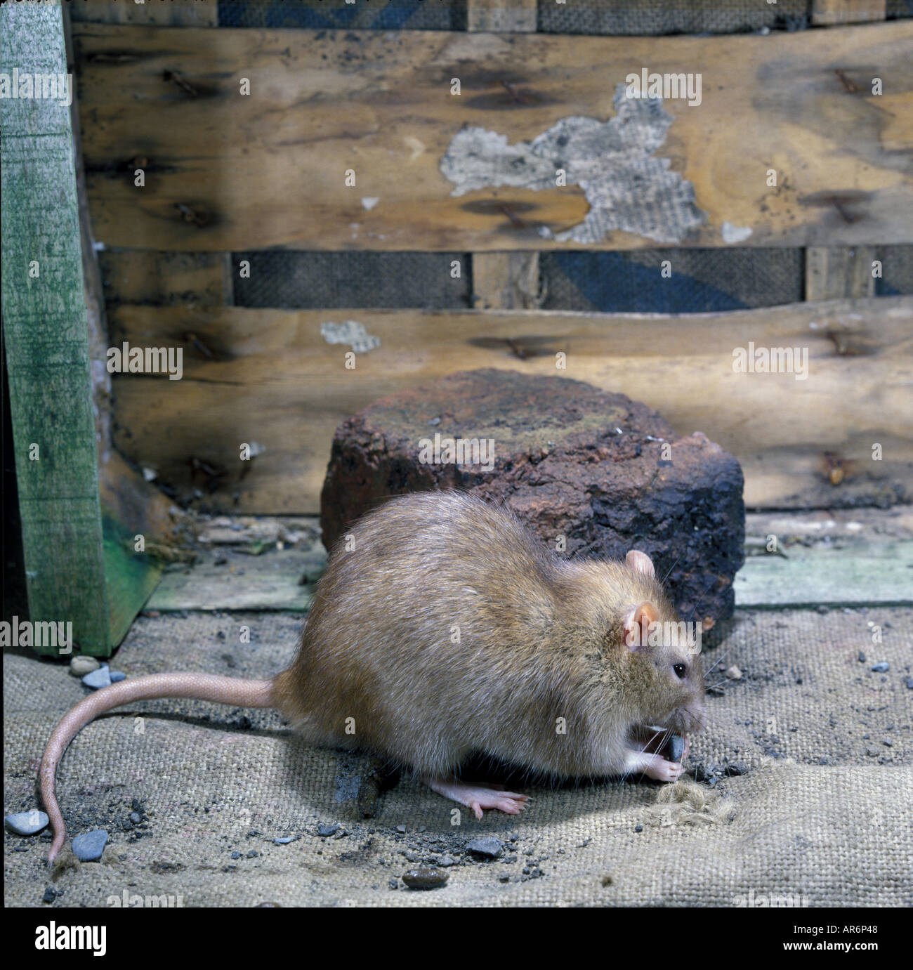 Brown Rat Rattus norvegicus Close up Stock Photo - Alamy