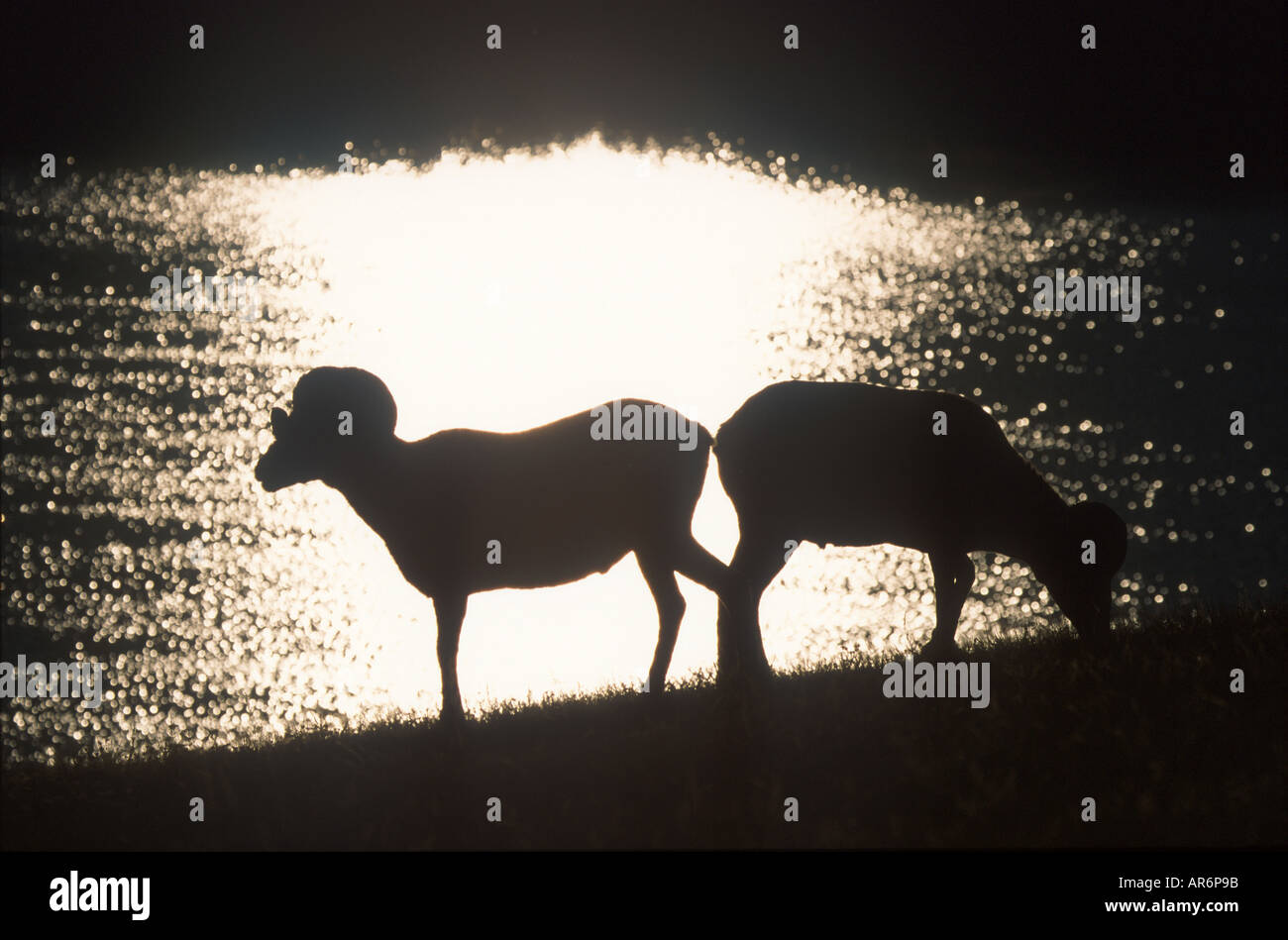 Bighorn Sheep Ovis canadensis Ram back lit with rising sun Canada Stock ...