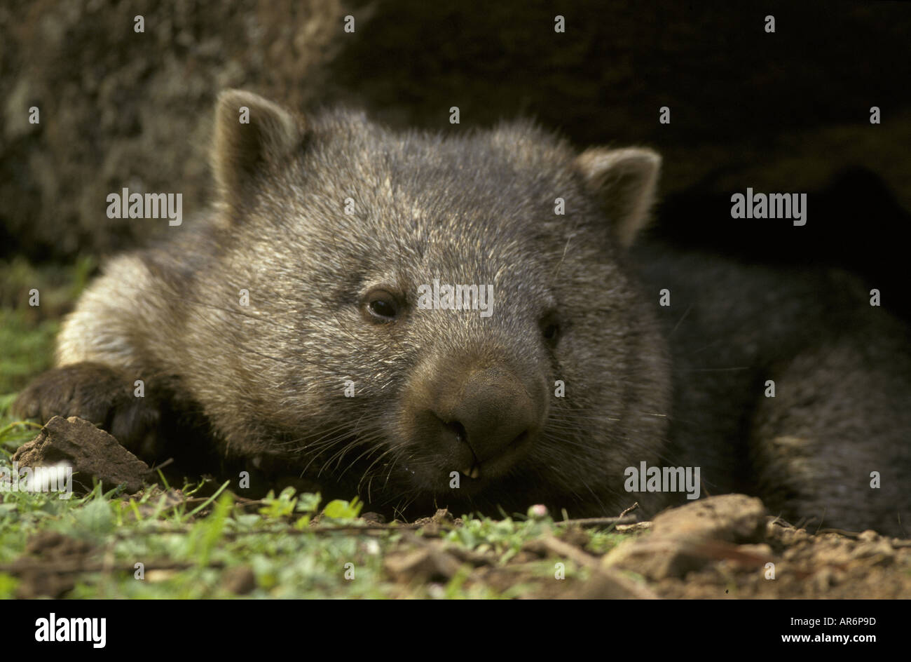 Common Wombat Vombatus ursinus Tasmania Australia Stock Photo - Alamy