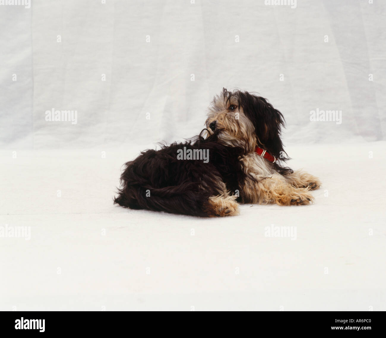 Scruffy brown and black dog lying down hi-res stock photography and ...