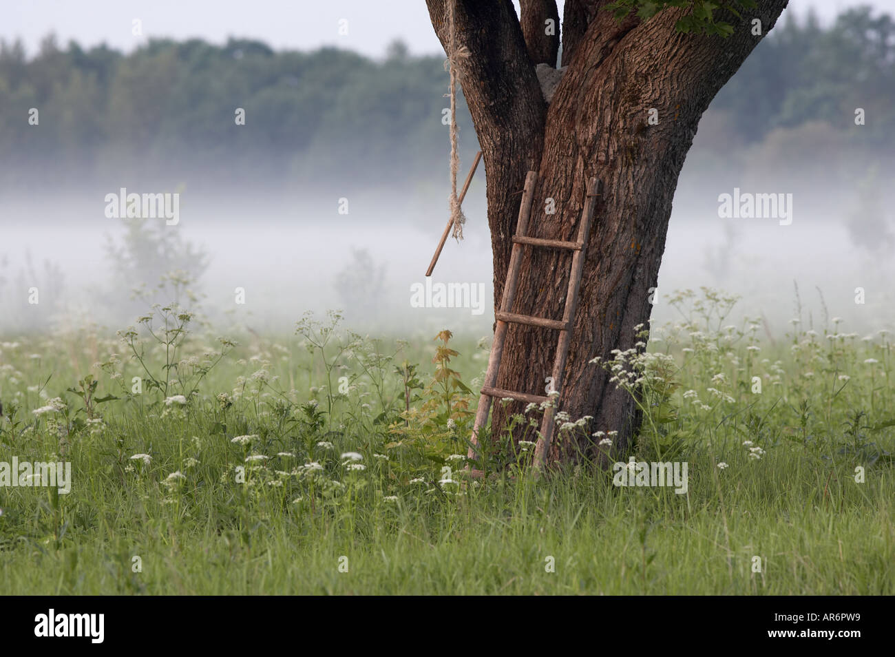 Ladder, swing and maple tree Stock Photo - Alamy
